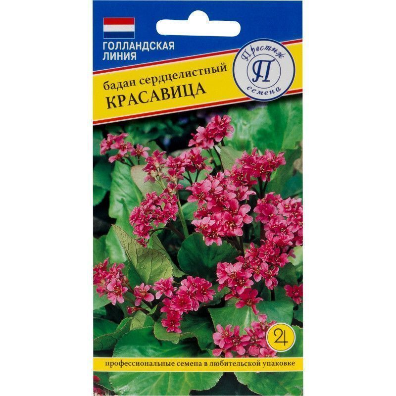 Бадан Красавица, семена – купить в питомнике Гарден Класс