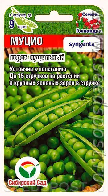 Горох Муцио, семена – купить в питомнике Гарден Класс