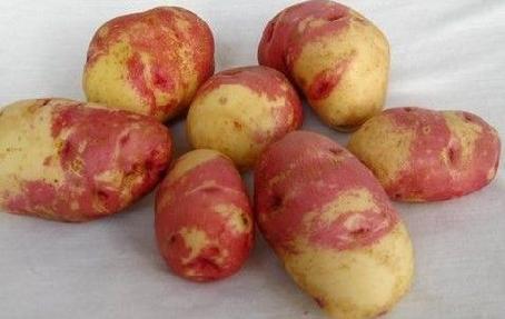 Картофель Иван да Марья – купить в питомнике Гарден Класс