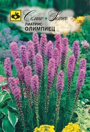 Лиатрис Олимпиец, семена – купить в питомнике Гарден Класс