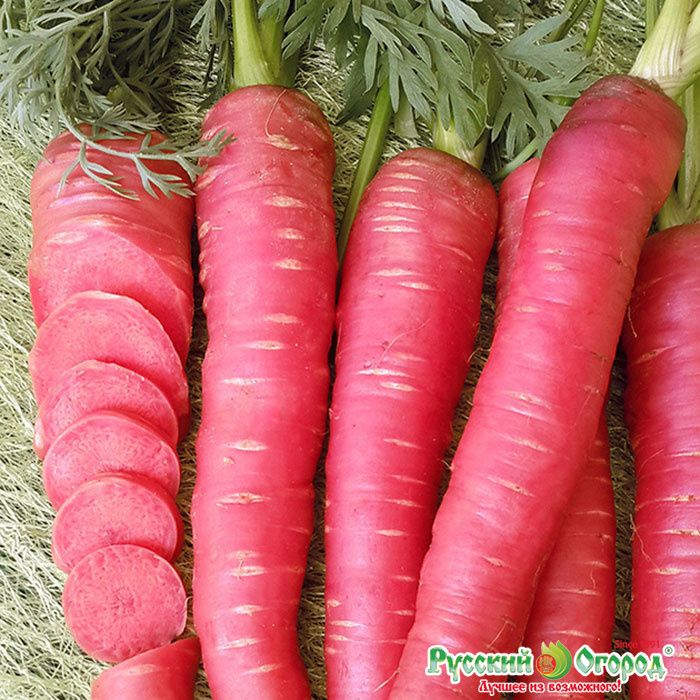 Морковь Самсон, семена – купить в питомнике Гарден Класс
