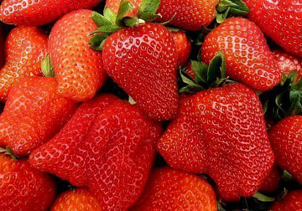Купить саженцы земляники садовой питомник Гарден Класс – доставка ...