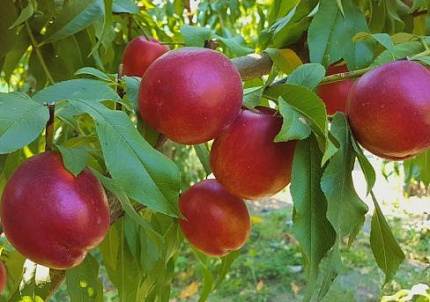 Купить саженцы нектарина питомник Гарден Класс – доставка почтой, СДЭК
