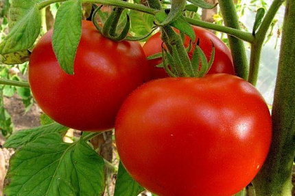 Купить семена томатов питомник Гарден Класс – доставка почтой, СДЭК