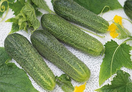 Купить семена огурца питомник Гарден Класс – доставка почтой, СДЭК